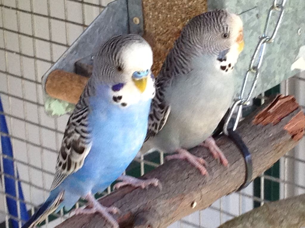My 3 Budgies What Sex Is My Budgie Budgie Community Forums