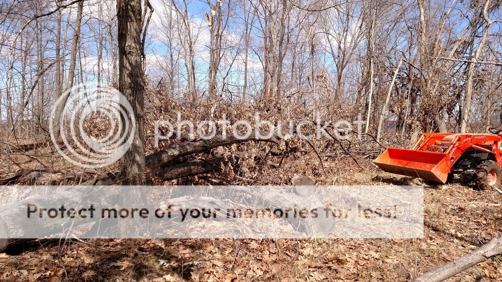 Logging "tree tops" | Firewood Hoarders Club