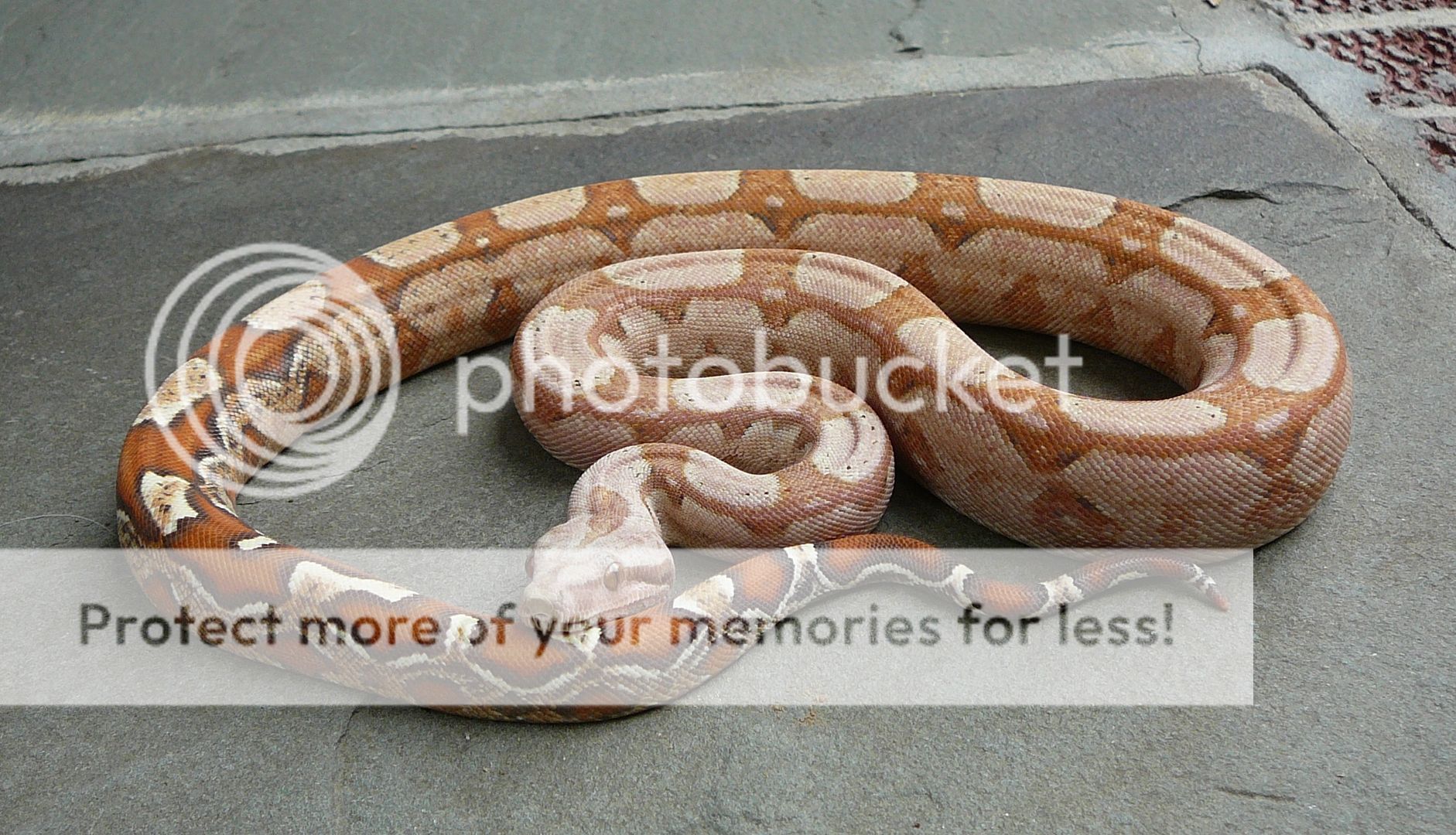 VPI Tpositive Albino Boas